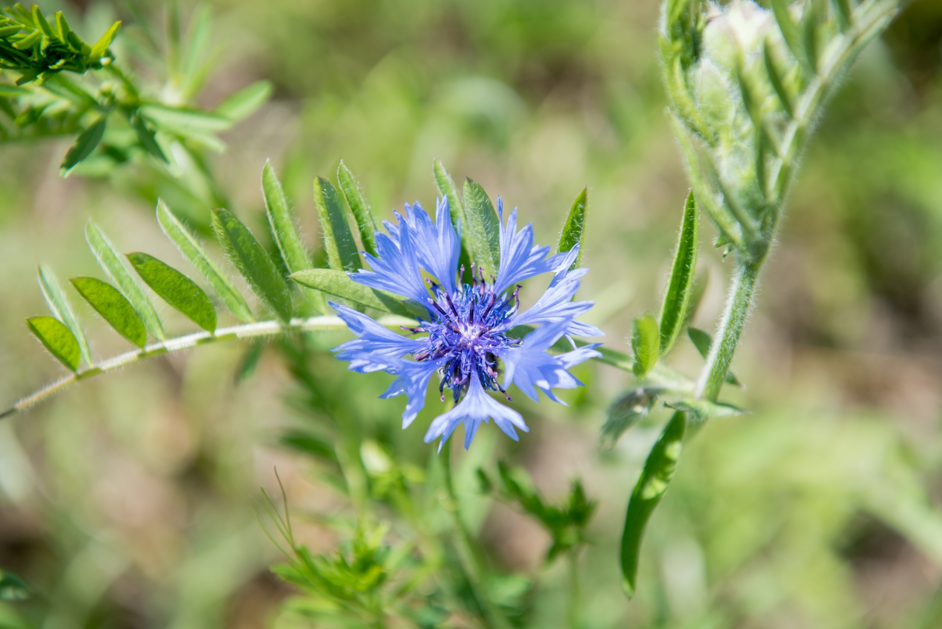 „Kampania Ruszaj na Kociewie - wzmocnienie marki regionu” - Wstęga Kociewia